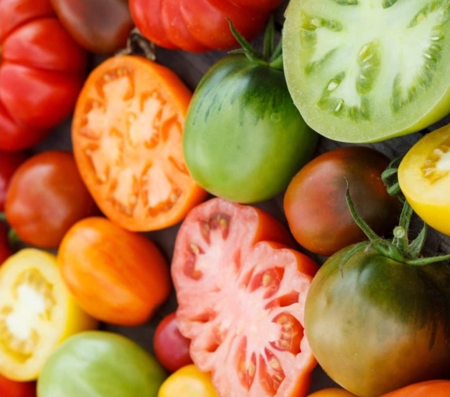 Tomato - Rainbow Blend, Heirloom | Peacock Valley Nursery