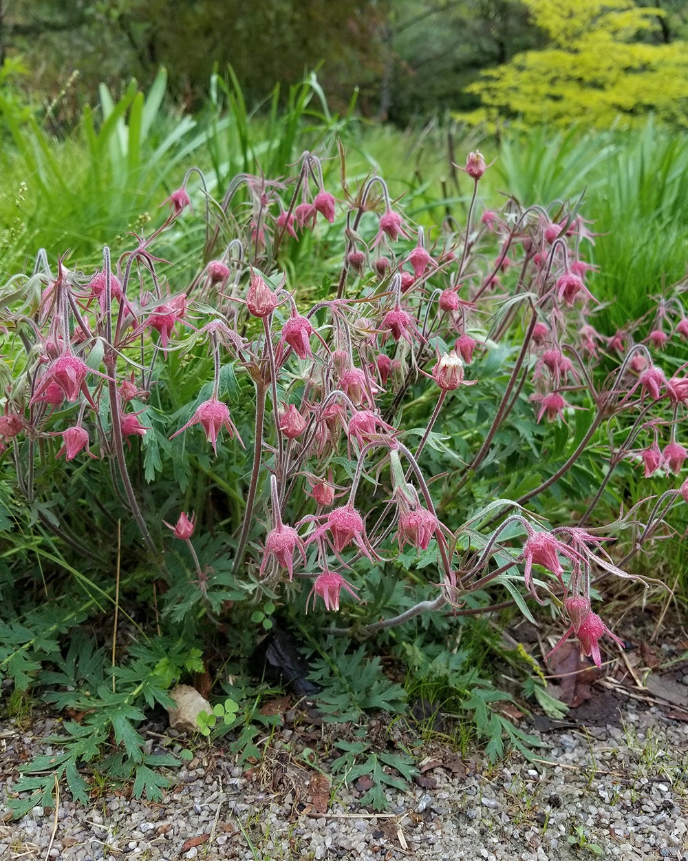 Prairie Smoke Geum triflorum | Peacock Valley Nursery