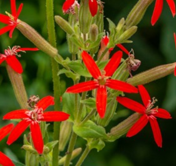 Royal Catchlfly Silene regia | Peacock Valley Nursery