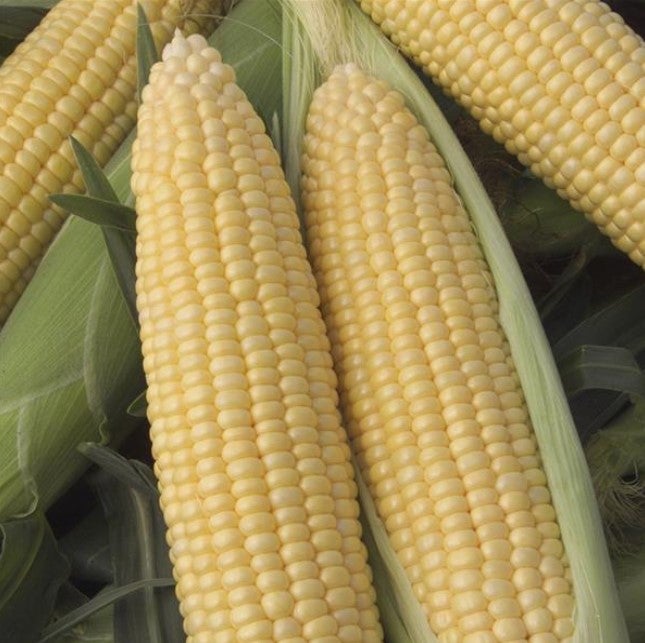 Sweet Corn - Passion | Peacock Valley Nursery