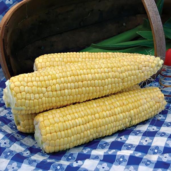 Sweet Corn - Jubilee | Peacock Valley Nursery
