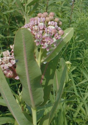 Milkweed Prairie Milkweed Asclepias sullivantii, Sullivant's Milkweed ...