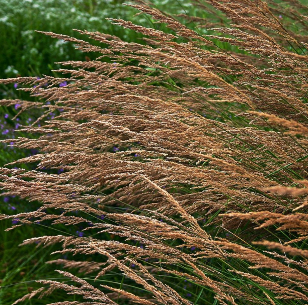 Blue Joint Grass Calamagrostis canadensis | Peacock Valley Nursery