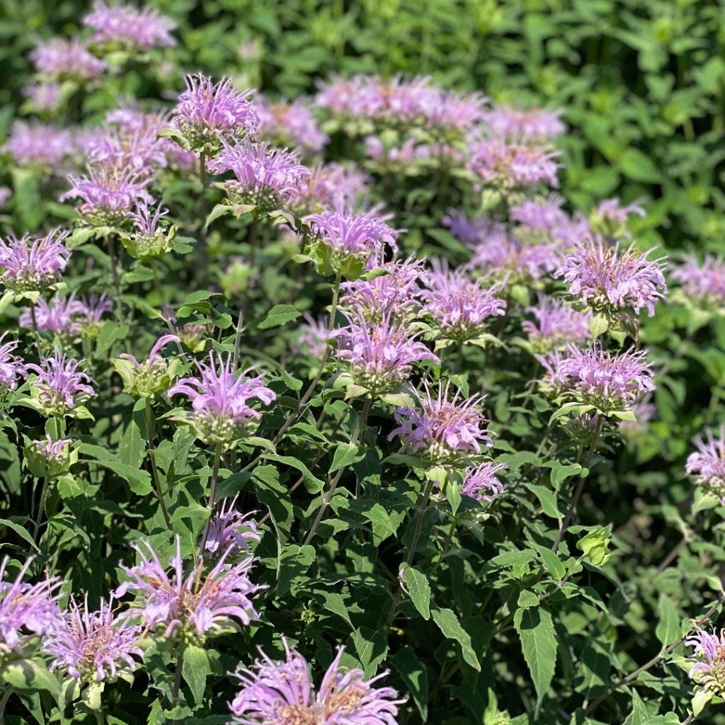 Bee balm Monarda fistulosa Bergamot | Peacock Valley Nursery