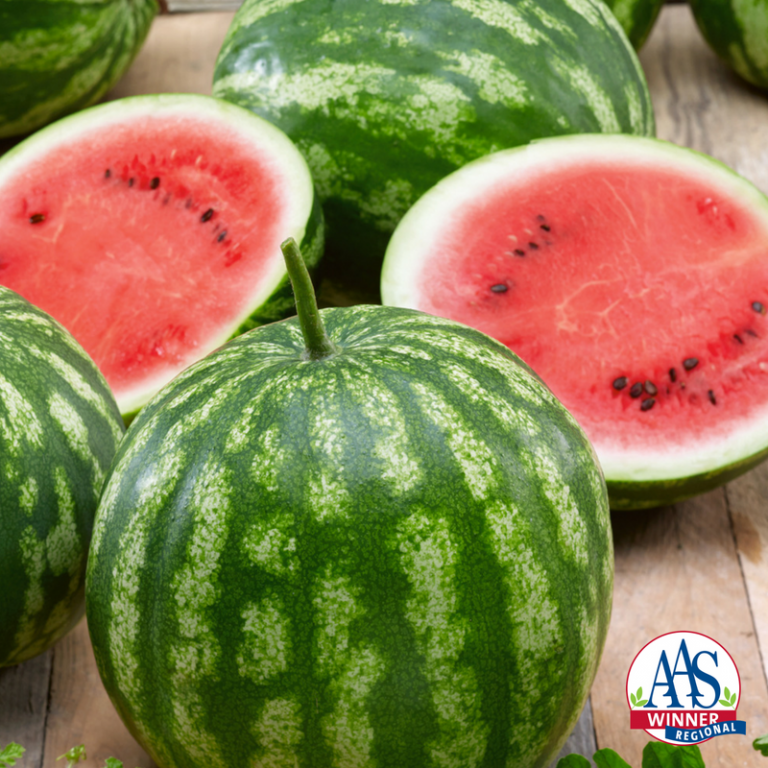 Watermelon - Cal Sweet Bush | Peacock Valley Nursery