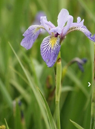 Shreve's Iris Iris virginica var. shrevei