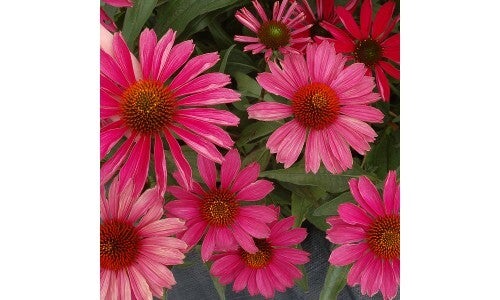 Echinacea Kismet™ Raspberry Coneflower | Peacock Valley Nursery