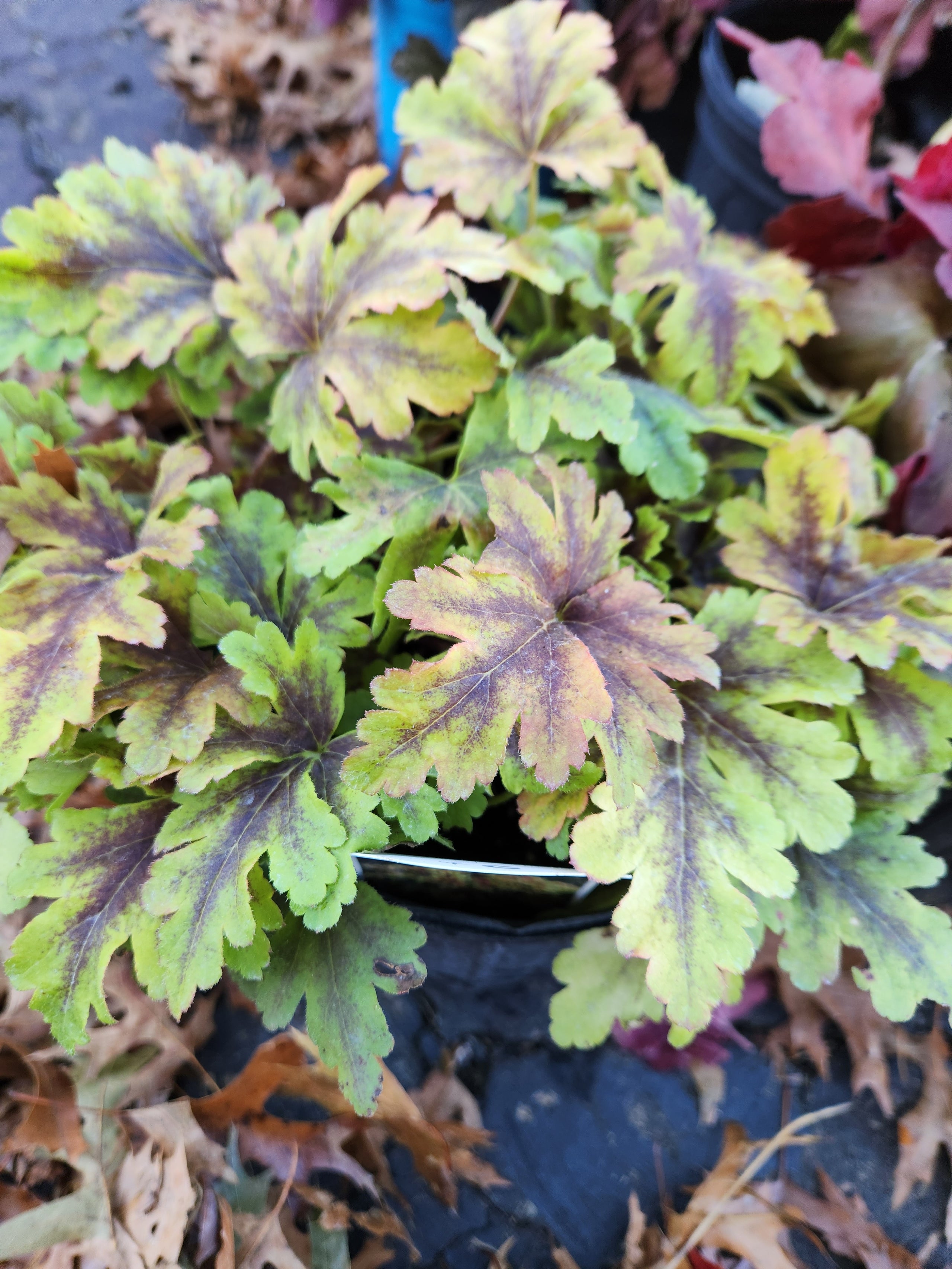 Heucherella 'Gold Zebra' Heucherella | Peacock Valley Nursery