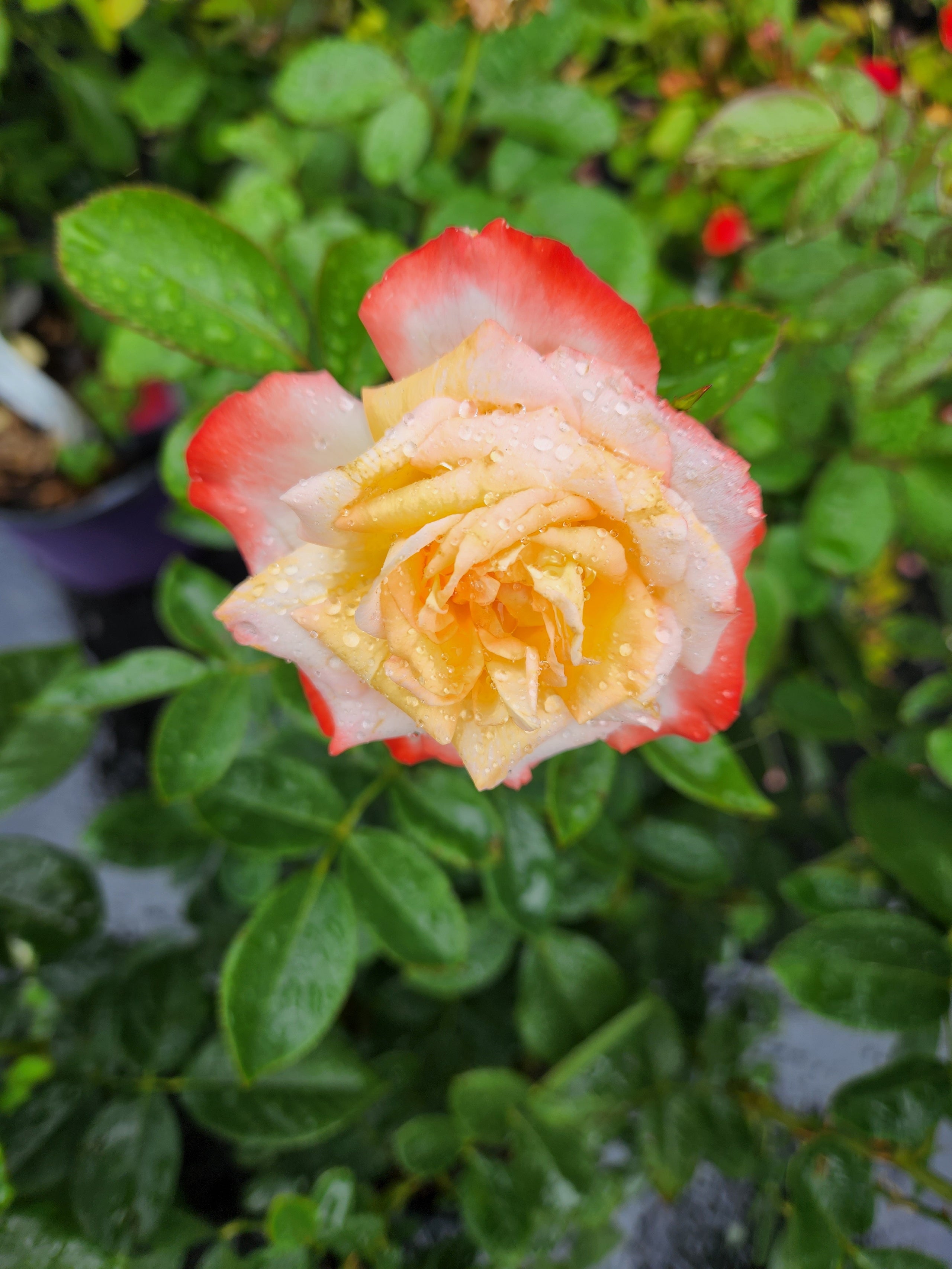 Rose - MERCURY RISING™ Hybrid Tea Rosa 'Meilantmen' PP26169 #3 Pot ...