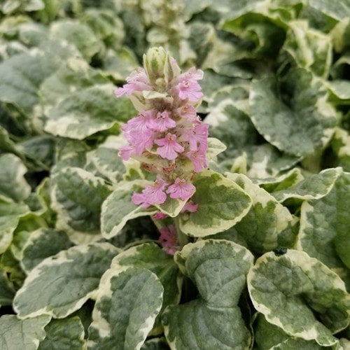 Ajuga 'Pink Lightning' PP#22255 | Peacock Valley Nursery