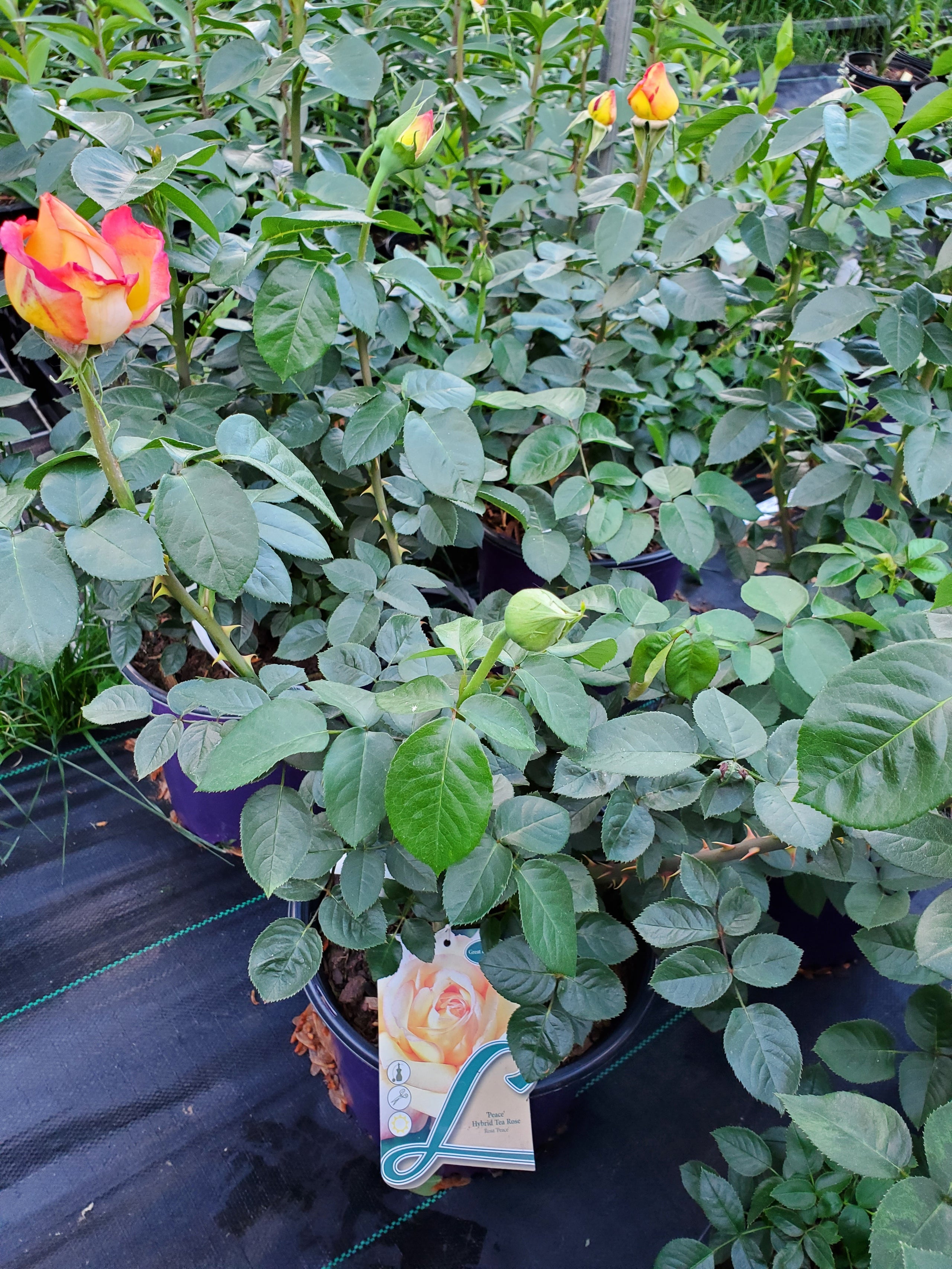 Rose - Hybrid Tea Rose ‘Peace' Rosa (LN) #3 Pot | Peacock Valley Nursery