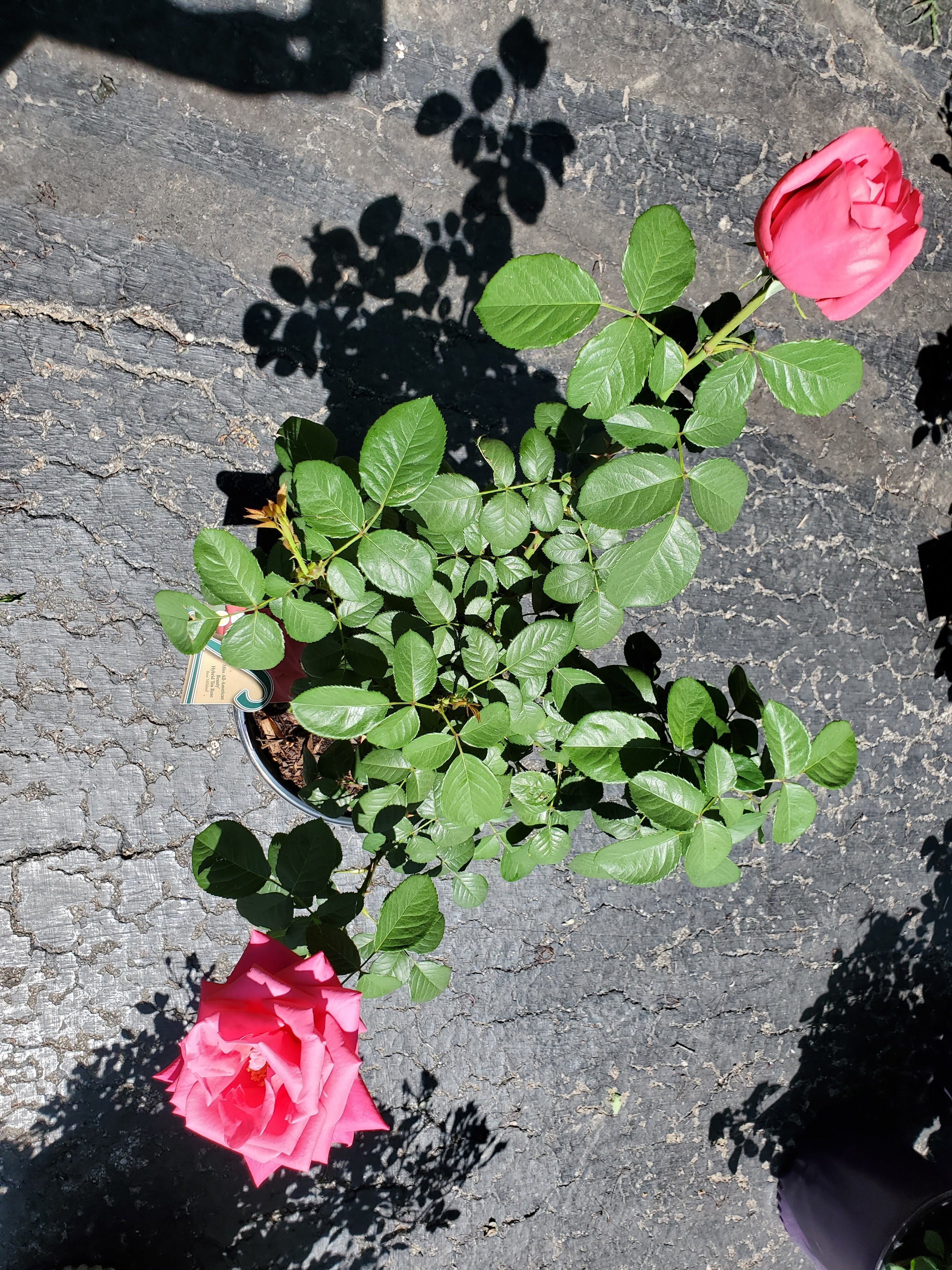 Rose - Miss All American Beauty’ Hybrid Tea Rose #3 Pot | Peacock ...