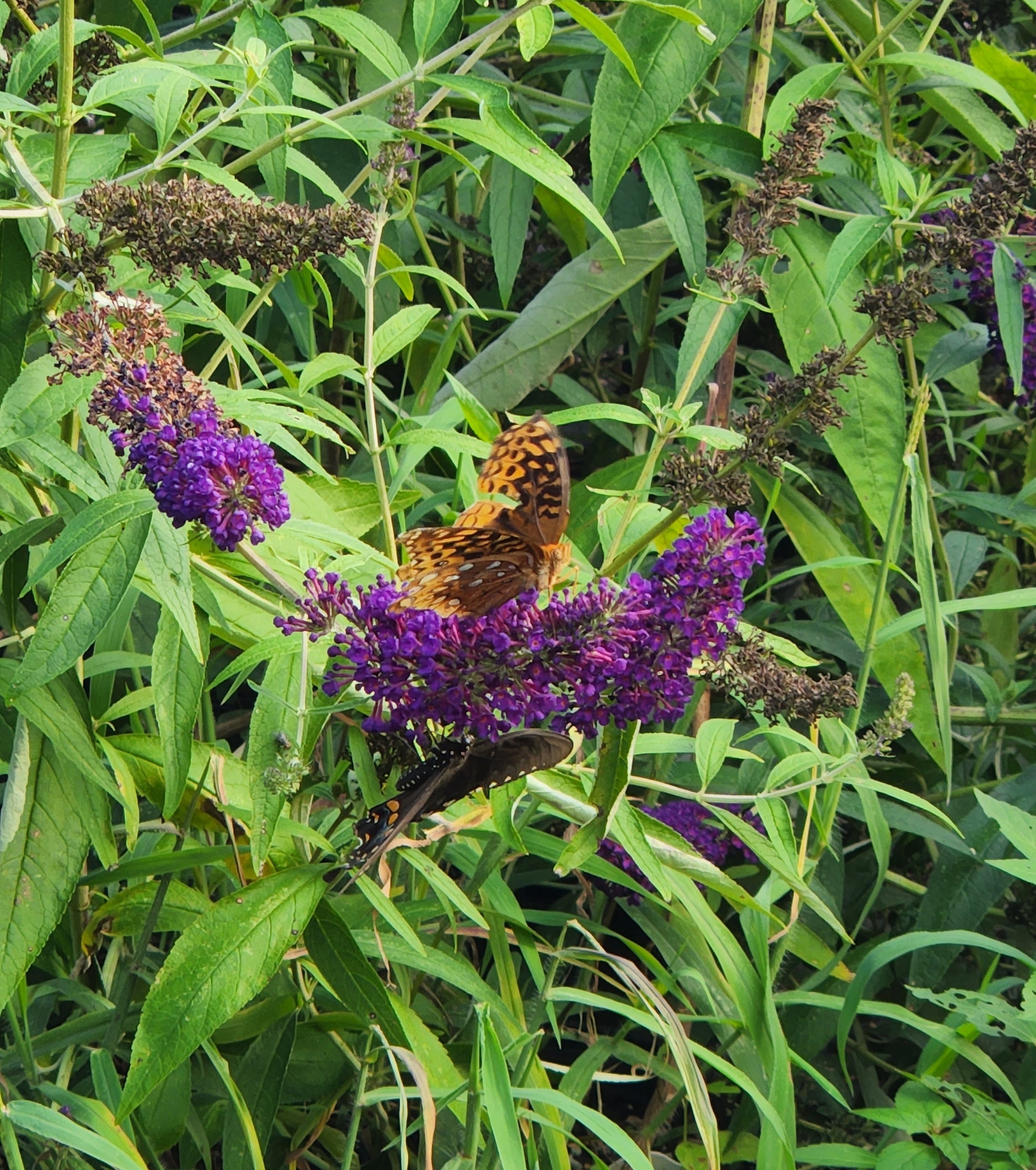 Butterfly Bush 'Black Knight' Buddleia davidii | Peacock Valley Nursery