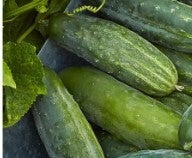 Cucumber - Spacemaster Bush | Peacock Valley Nursery