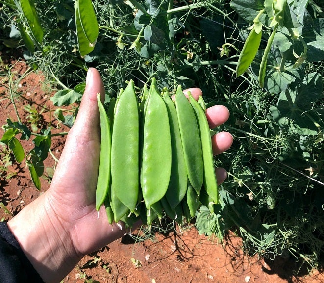 Pea - Snow Max | Peacock Valley Nursery