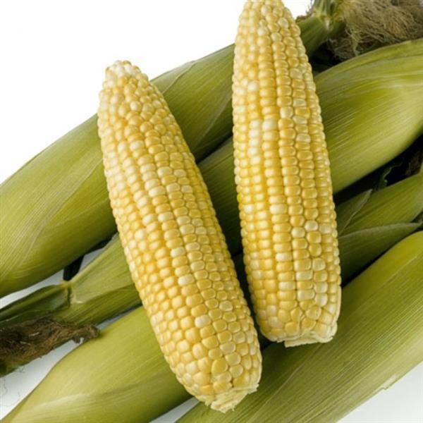 Sweet Corn - Obsession | Peacock Valley Nursery
