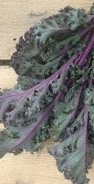 Kale - Roulette | Peacock Valley Nursery