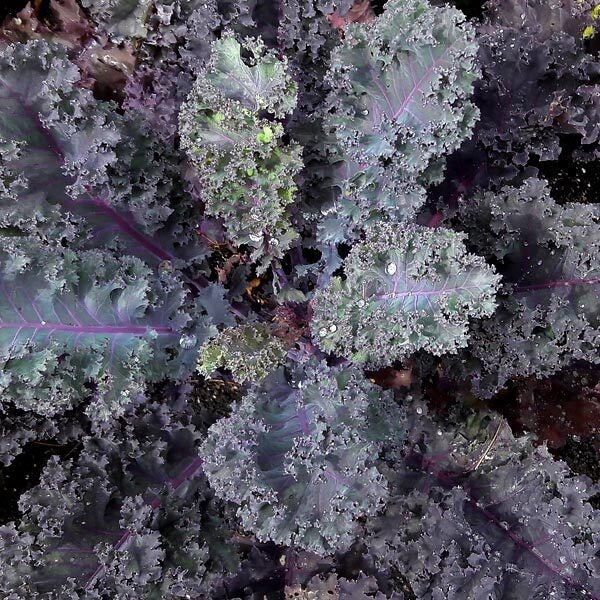 Kale - Scarlet Bor | Peacock Valley Nursery