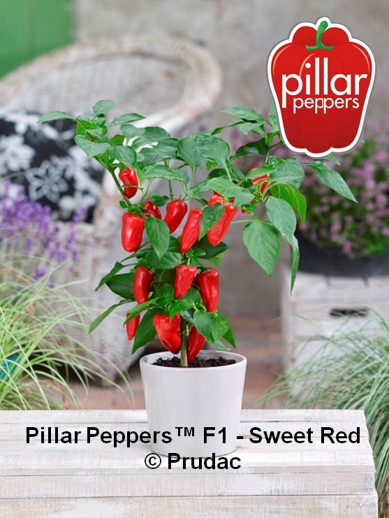 Pepper - Pillar Peppers™ F1 - Sweet Red, Mini Tabletop | Peacock Valley ...