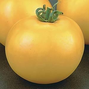 Tomato - Lemon Boy | Peacock Valley Nursery