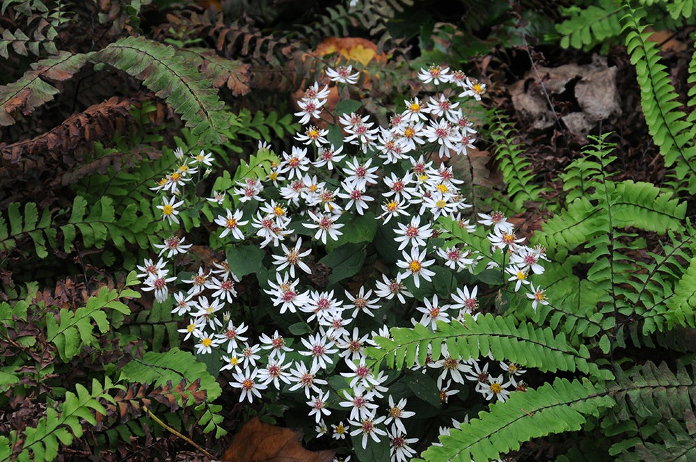 Aster - White Wood Aster divaricatus (Syn: Eurybia divaricata) Native ...