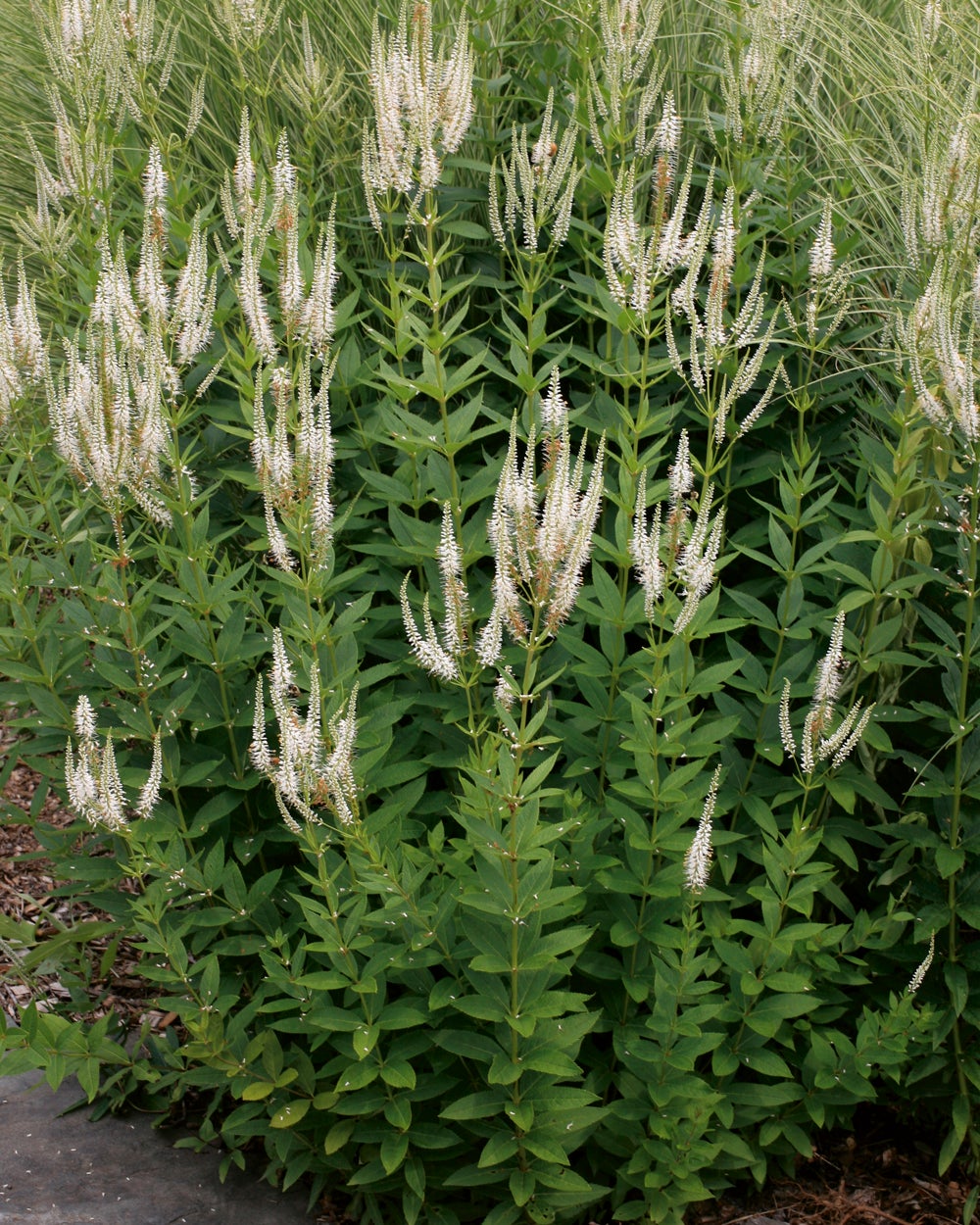 Culver's Root Veronicastrum virginicum Native | Peacock Valley Nursery