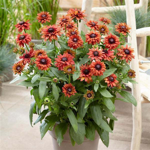 Black-Eyed Susan August™ Flame PPAF | Peacock Valley Nursery