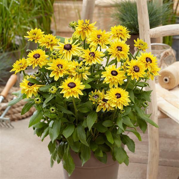 Black-Eyed Susan August™ Glow PPAF | Peacock Valley Nursery